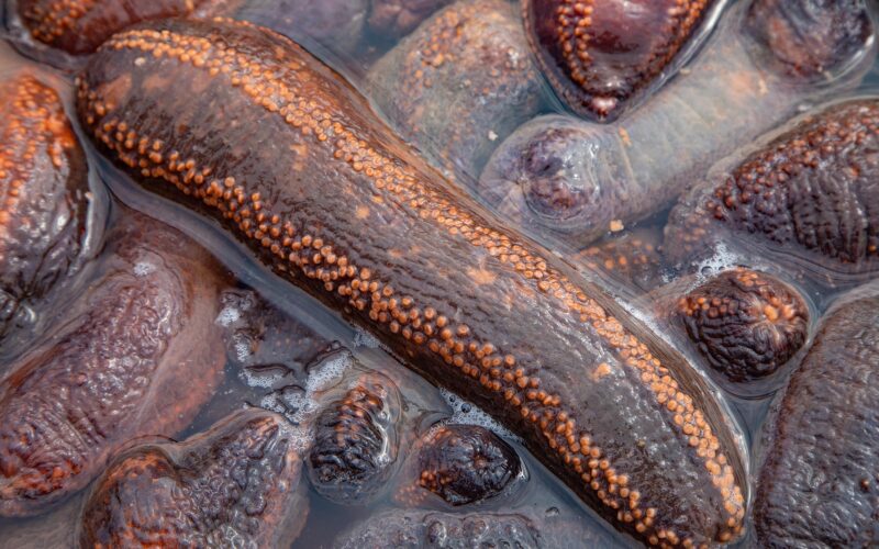 Sea Cucumber – Ocean Pride Fisheries