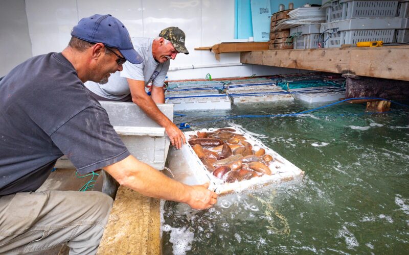 Sea Cucumber – Ocean Pride Fisheries